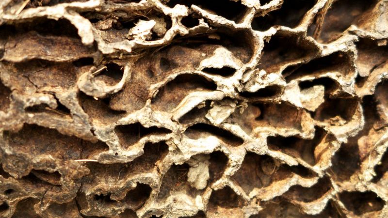 Study into how ants move soil when digging tunnels - BBC Newsround