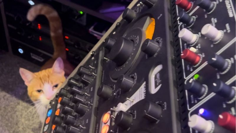 Could a cat from Stevenage have a Christmas number one single? - BBC ...