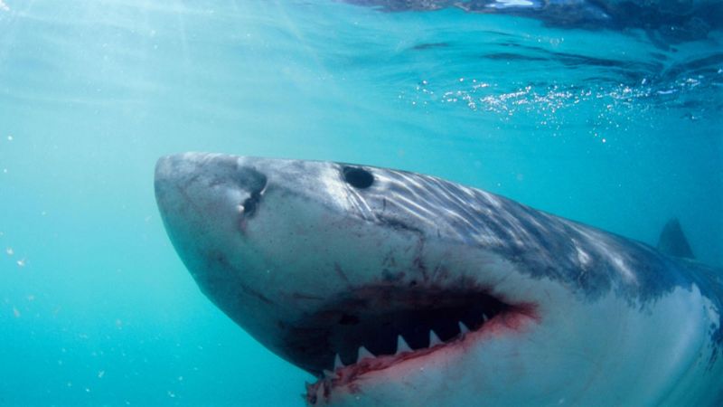 Cardiff cafe owners sell up to help surfers repel sharks - BBC News