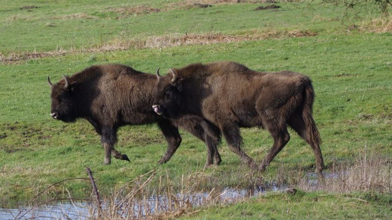 European bison to be introduced into Kent woodland - BBC News