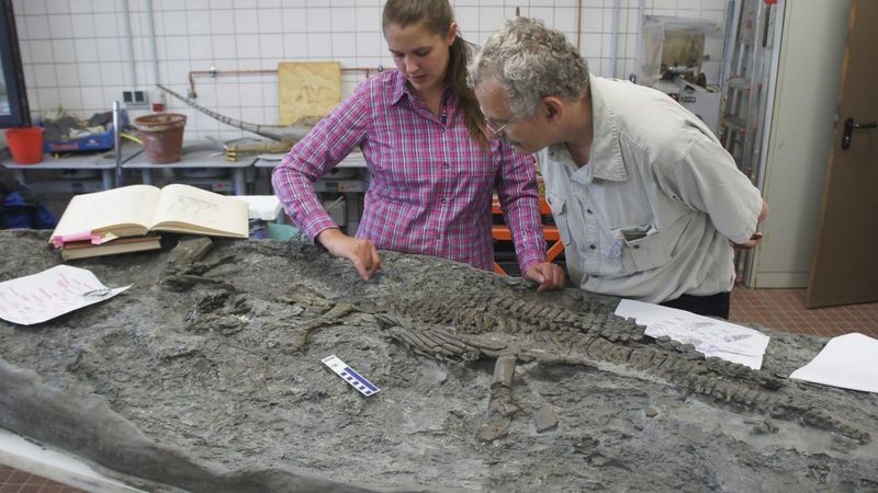 Sea reptile fossil gives clues to life in ancient oceans - BBC News