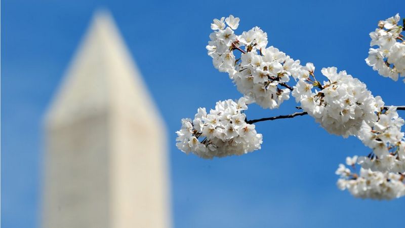 In Pictures: 100 years of Washington cherry blossom - BBC News