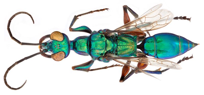 Wasps: If you can't love them, at least admire them - BBC News