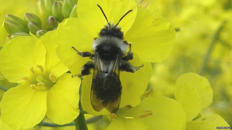 Seeing is bee-lieving: Bid to save threatened bee species in Ireland ...