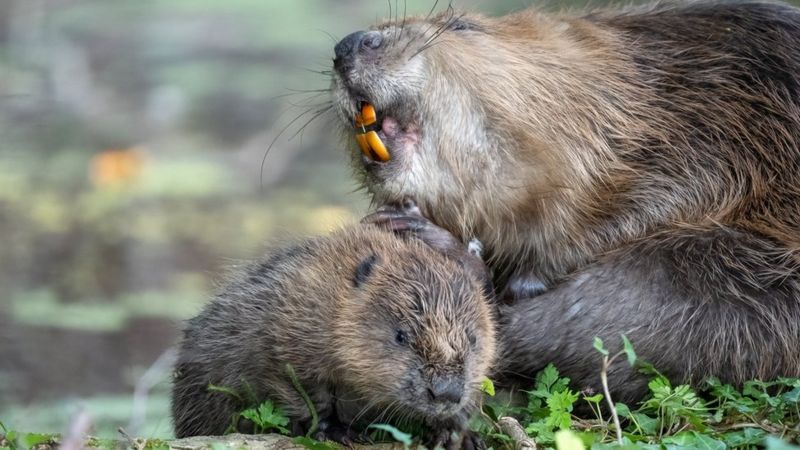 Beavers born after they were reintroduced into the wild - BBC Newsround