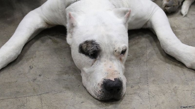 A short history of the 'dangerous dog' and why certain breeds are ...