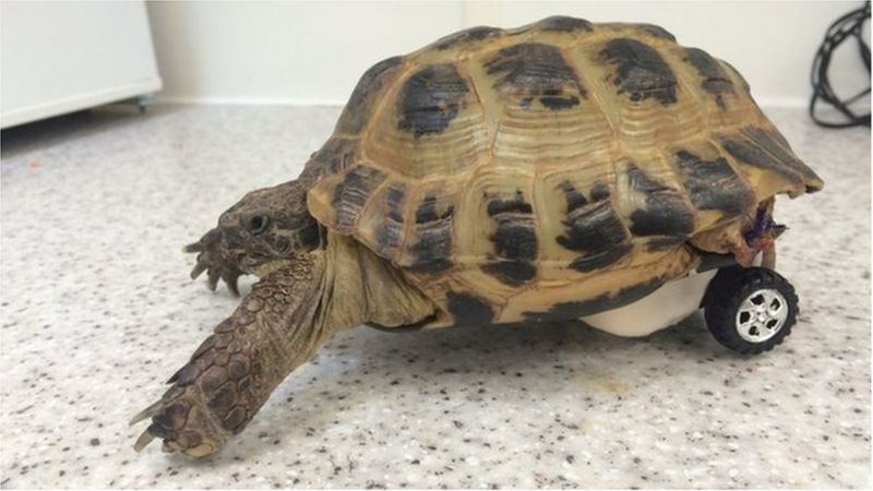 Bionic bodies: The animals with artificial additions - BBC News