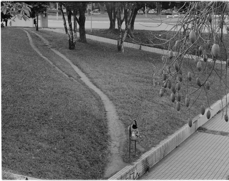 'Linhas de desejo': os caminhos inventados por pedestres na cidade ...
