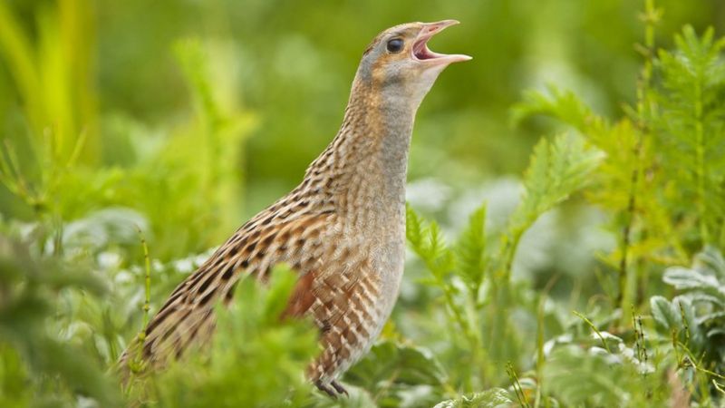 Corncrake: Two endangered Corncrake pairs recorded on Rathlin Island ...