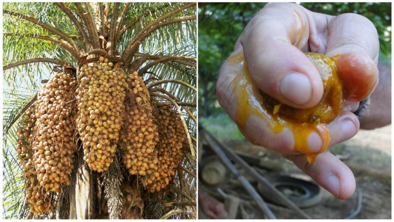 El coyol, la palmera que se perfila como el nuevo "oro verde" en Brasil ...