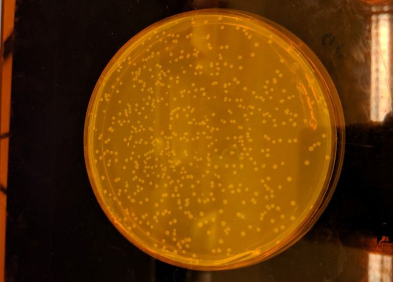 Artificial life form given 'synthetic DNA' - BBC News