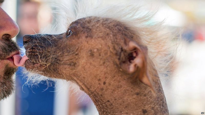 World's ugliest dog contest won by Quasi Modo - BBC Newsround