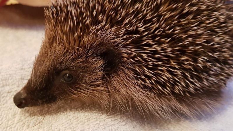 Terminally ill woman dedicates life to hedgehogs - BBC News