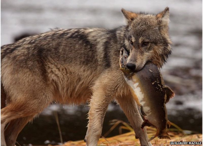 Humans are 'unique super-predator' - BBC News