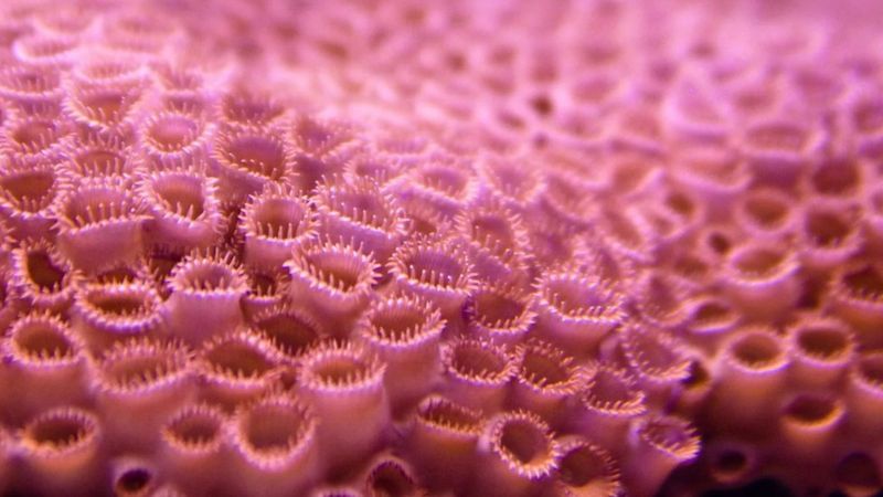 Espace : ce à quoi pourrait ressembler la vie dans les océans extraterrestres - BBC News Afrique