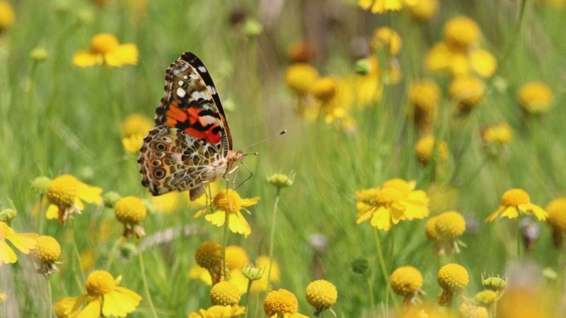Butterfly swarm shows up on Denver radar system - BBC News