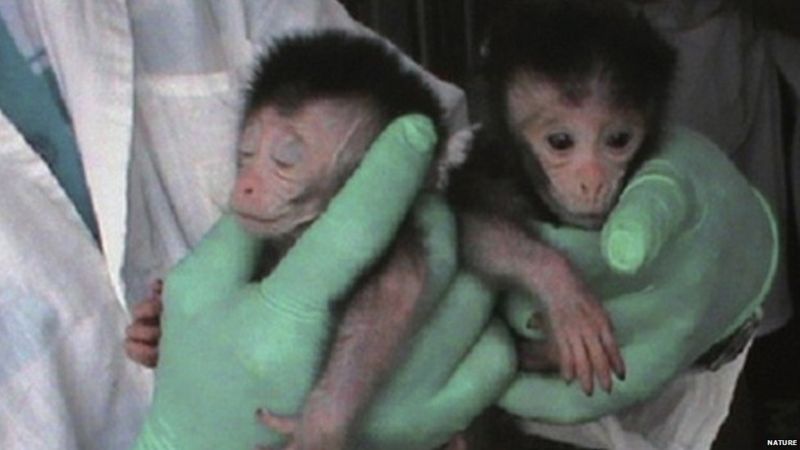 Scientists create the first ever autistic monkeys - BBC News