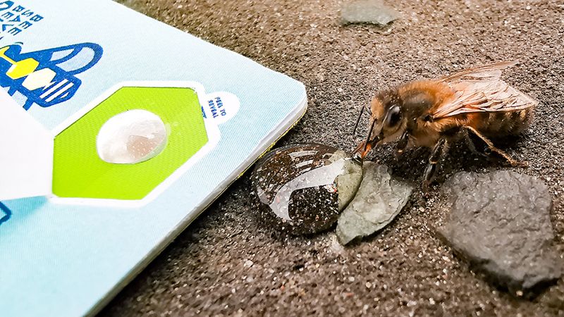 Saving bees with sugar: Connecting with nature or 'a last resort ...