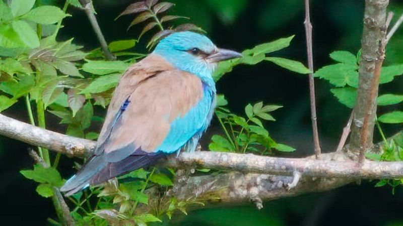 Rare sighting of European Roller in Cornwall - BBC News