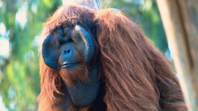 New data shows 'staggering' extent of great ape trade - BBC News