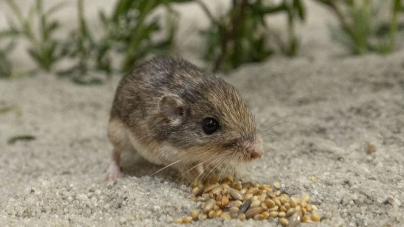 Meet Pat the oldest mouse in the world! - BBC Newsround