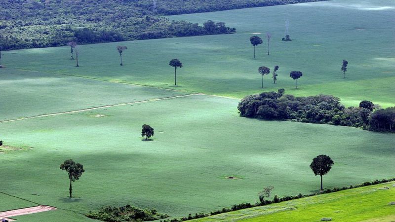 Climate change: Spike in Amazon emissions linked to law enforcement ...