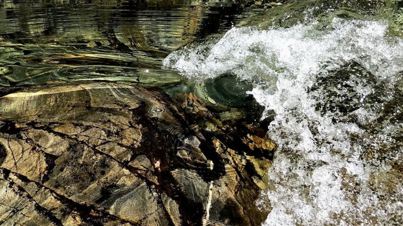 Rare sighting of first fossa pups born at Chester Zoo - BBC News