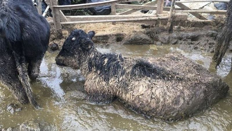 Cattle 'drowning in muck' in Cornish farmer's care - BBC News