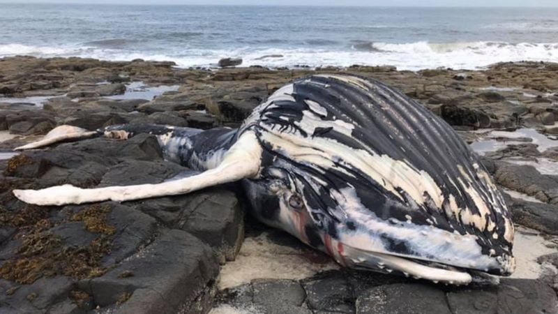 Humpback whale found dead on Northumberland beach - BBC News