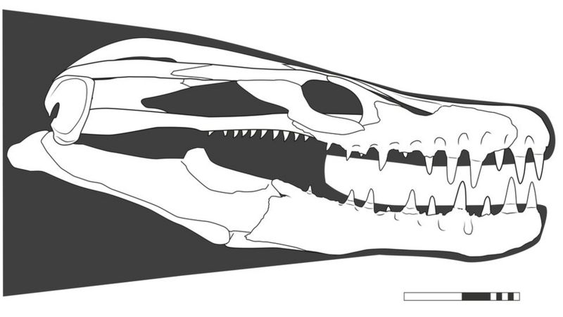 Dinosaur-age 'nightmarish' sea lizard fossil found - BBC News