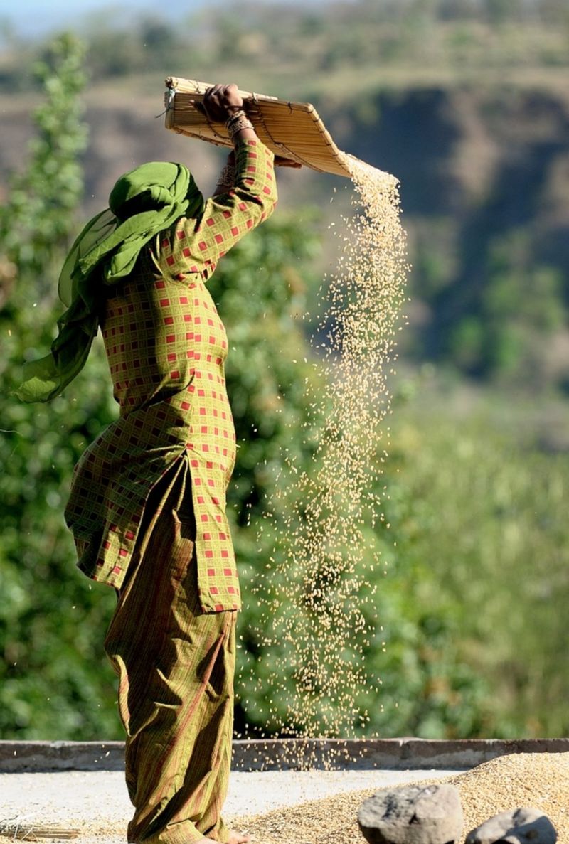 Your pictures: Crops - BBC News