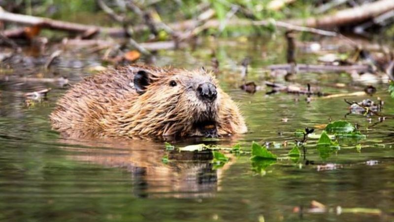 Beaver experiment 'changing the environment' in North Yorkshire - BBC News