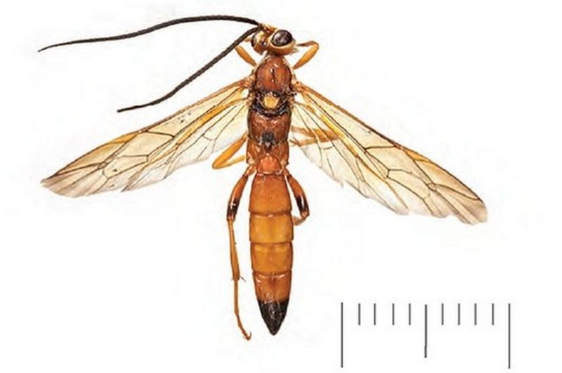 New species of wasp discovered at Kent nature reserve - BBC News