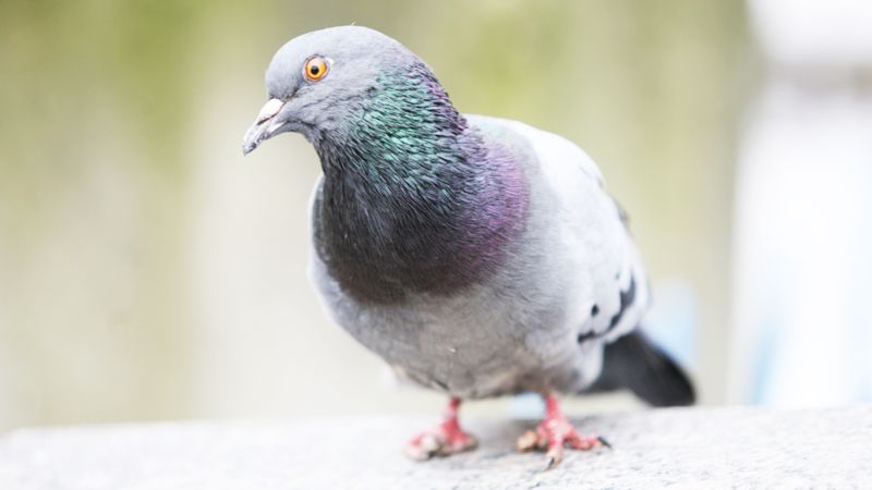 Por qué hay más palomas con las garras mutiladas cerca de las ...