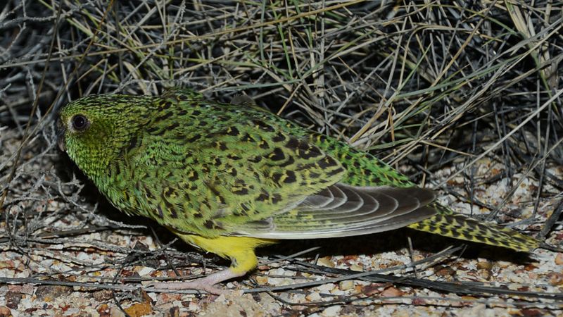 Elusive night parrot found in South Australia, ecologists say - BBC News