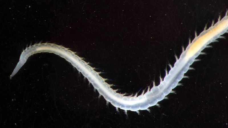 Qué es el reino abisal, el ecosistema menos conocido de la Tierra que ...