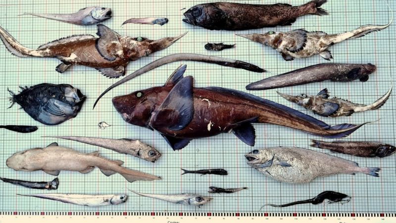 The strange deep sea creatures off Scotland's coast - BBC News