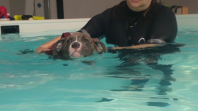 Essex dog with 'wonky' legs helped by swimming lessons - BBC News