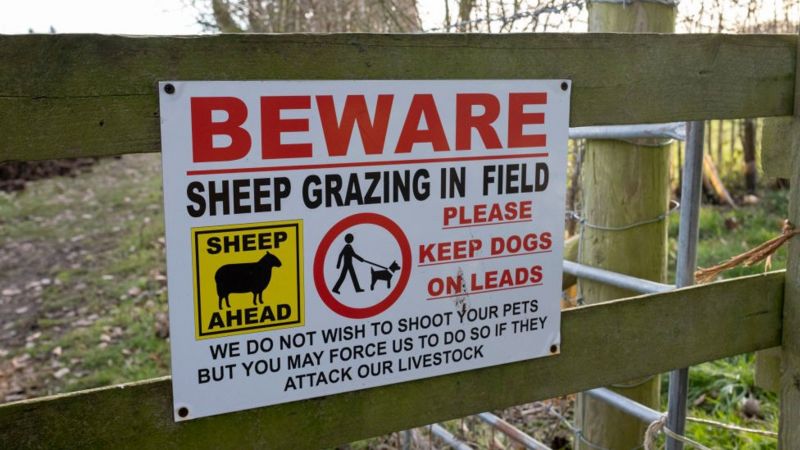 Yorkshire Wildlife Trust issues sheep warning for dog owners - BBC News