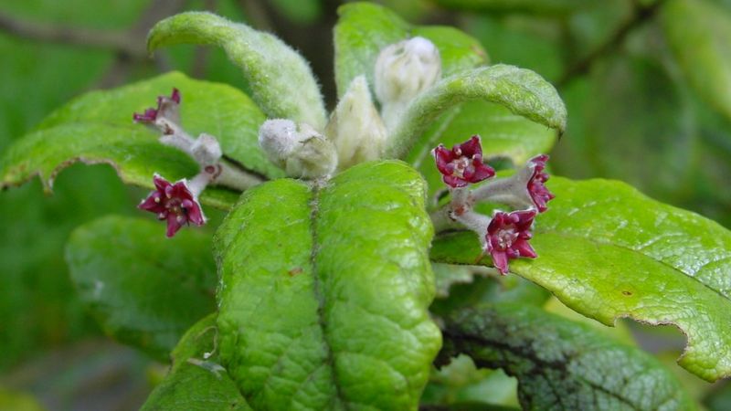 Plant extinction 'bad news for all species' - BBC News