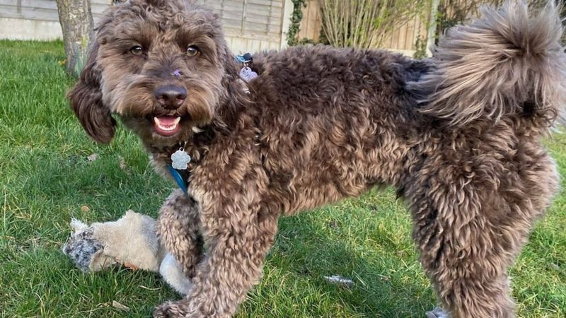 Trowbridge drone pilot helps in search for missing dog - BBC News