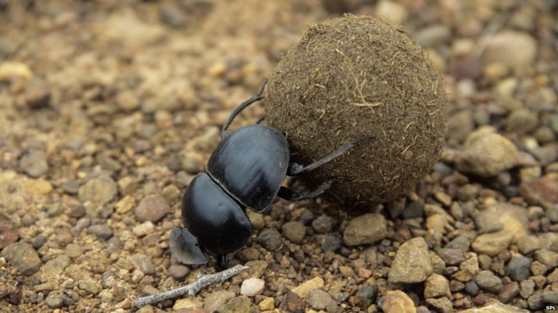 Dancing dung beetles navigate with 'sky snapshot' - BBC News