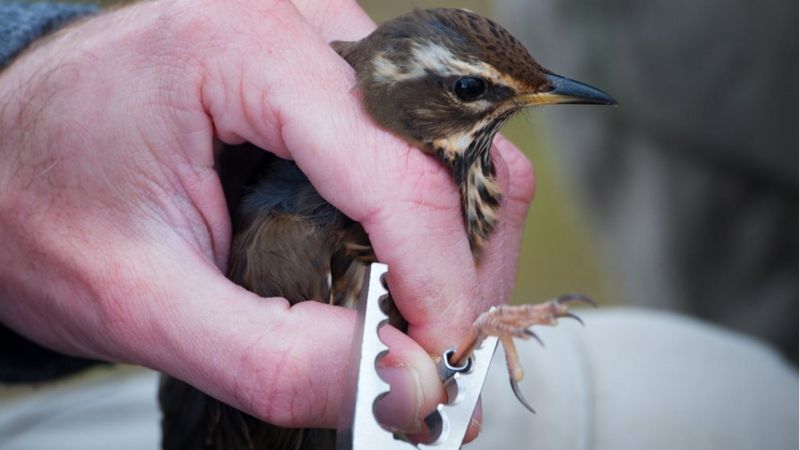 Why I spend my weekends ringing birds - BBC News