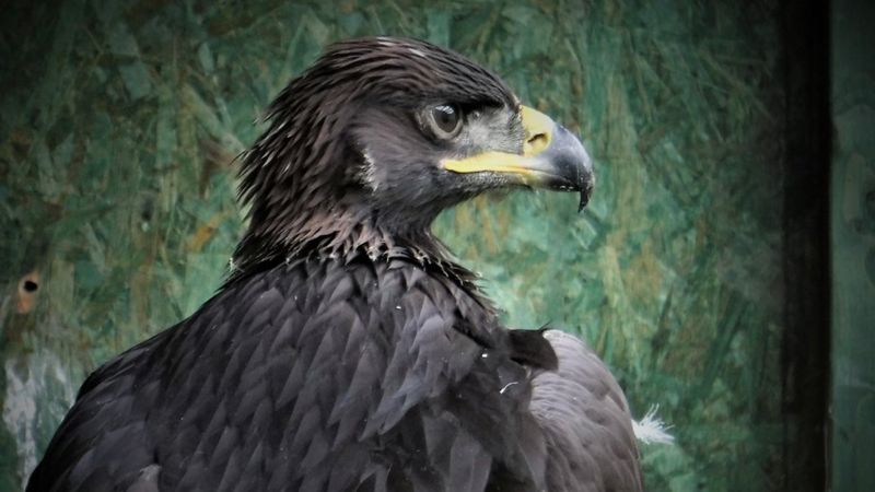 Golden eagles 'thrive in southern skies' - BBC News