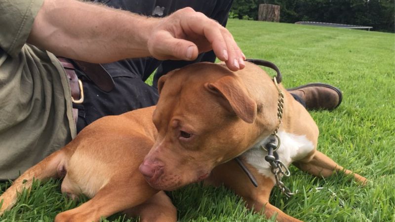 'Death Row' dog Stella freed and gets new owner - BBC News
