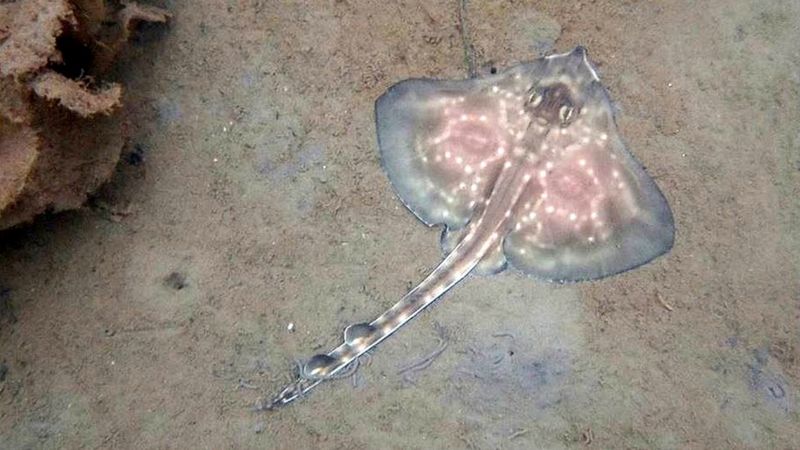 Protected status for flapper skate 'nursery' off Skye - BBC News