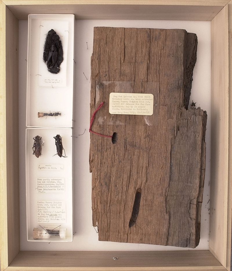 Bog beetles finally reveal their remarkable age - BBC News