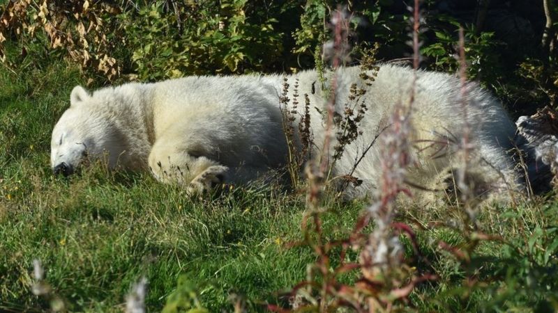 Polar bear taken in at Jimmy Doherty's zoo in Suffolk - BBC News