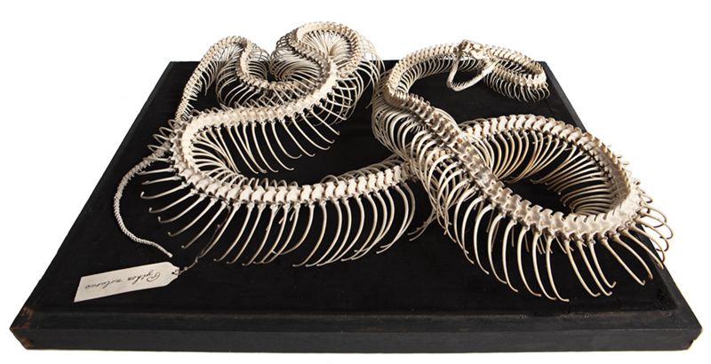 Fantastic beasts in the real world and where to find them - BBC News