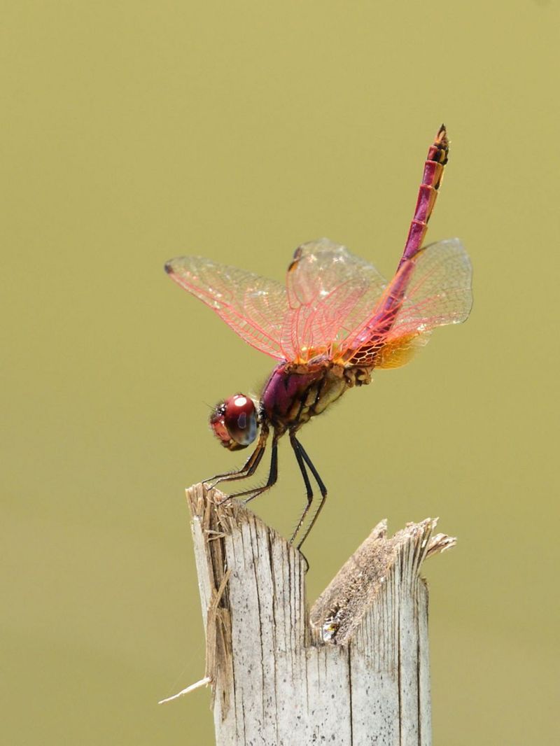 Your pictures on the theme of 'garden creatures' - BBC News